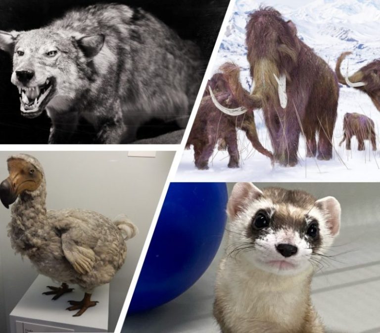 The Norwegian Biotechnology Advisory Board (Bioteknologirådet ...